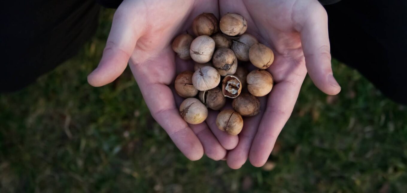 Hickory Tree Nuts Types How To Identify Hickory Nuts (with Pictures)